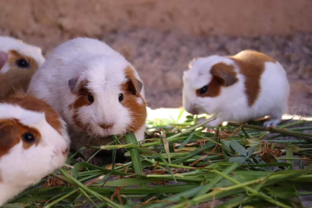 Yachana 03: Contemos en Quechua - Quechua Tinkuy